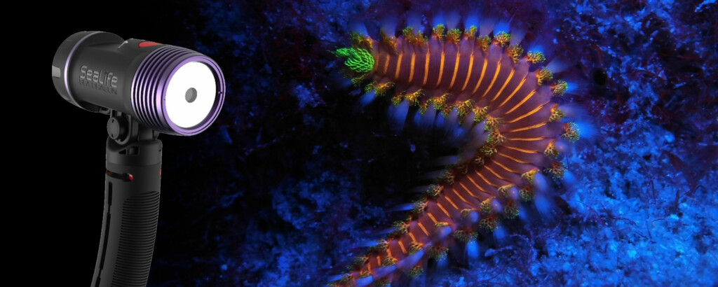 How To Get Started Fluoro Diving Photography | Fluorescent Underwater ...