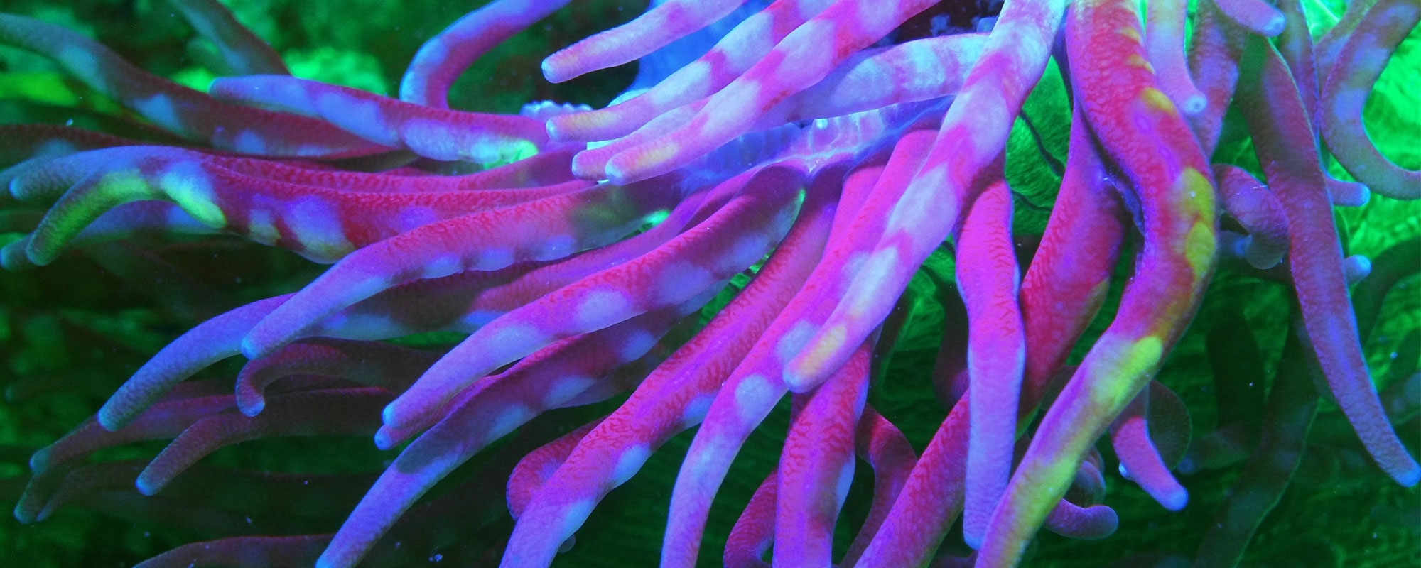 How To Get Started Fluoro Diving Photography | Fluorescent Underwater ...