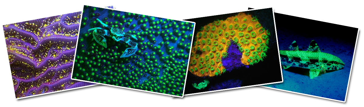 How To Get Started Fluoro Diving Photography | Fluorescent Underwater ...