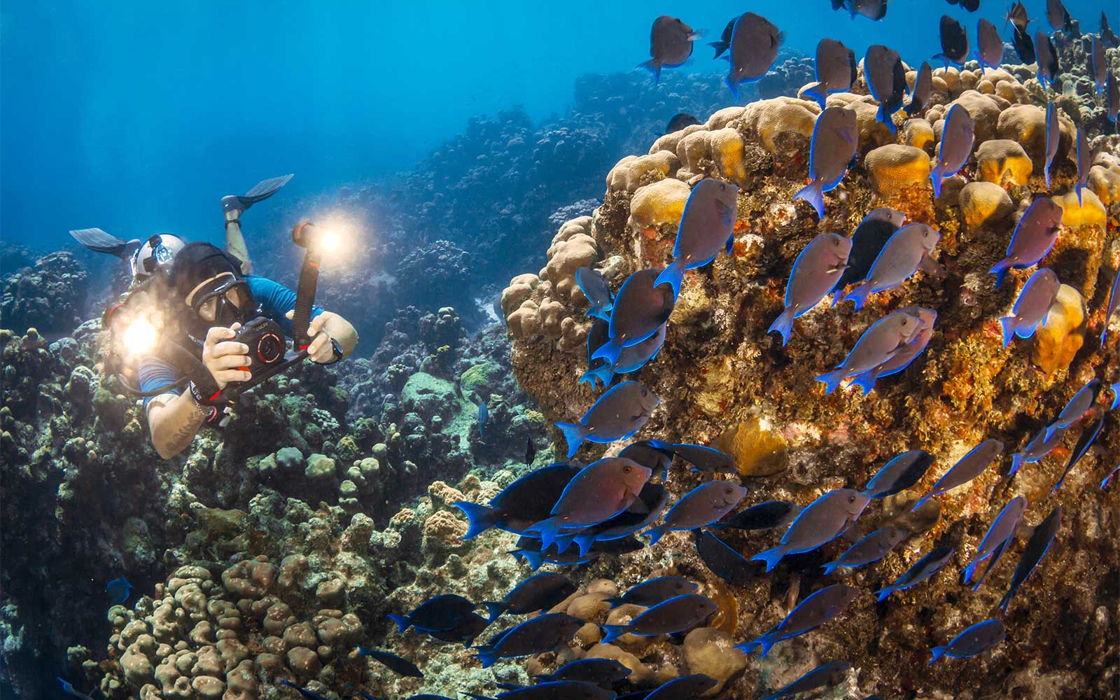 Underwater SeaLife - Best Underwater Digital Camera and Lighting