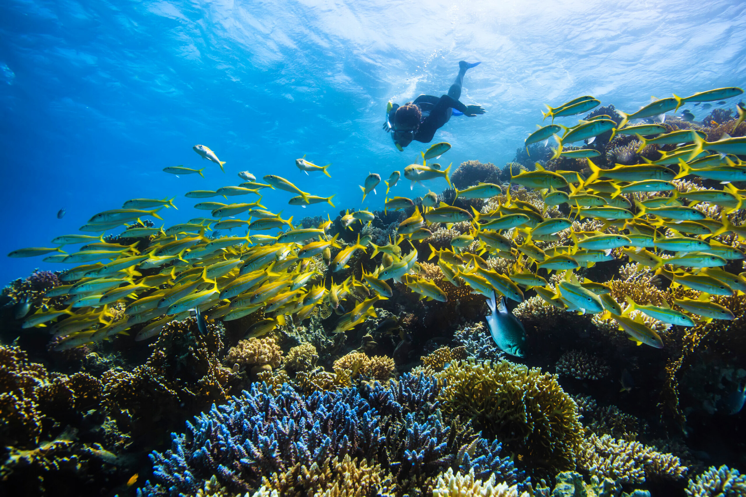 Underwater SeaLife - Best Underwater Digital Camera and Lighting